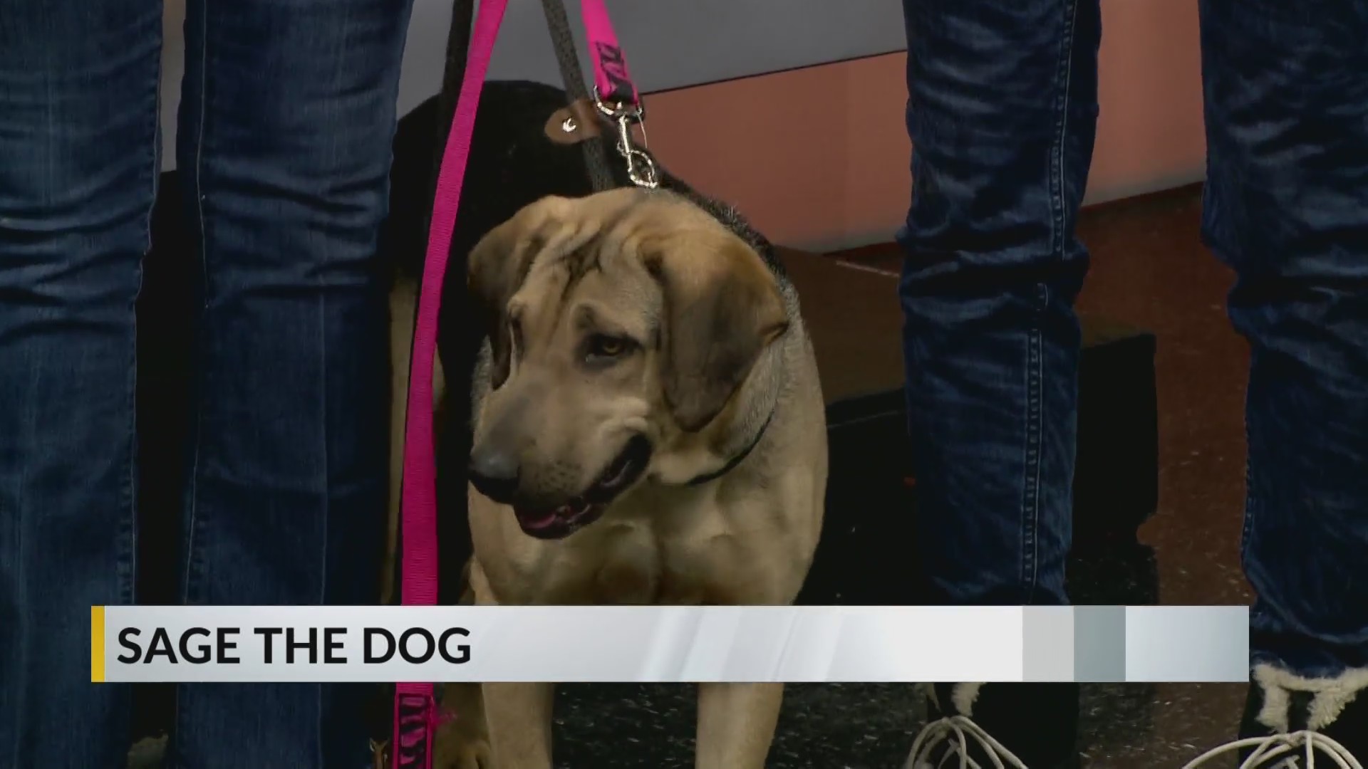 FURRY FRIDAY: Meet Sage the dog – KX NEWS