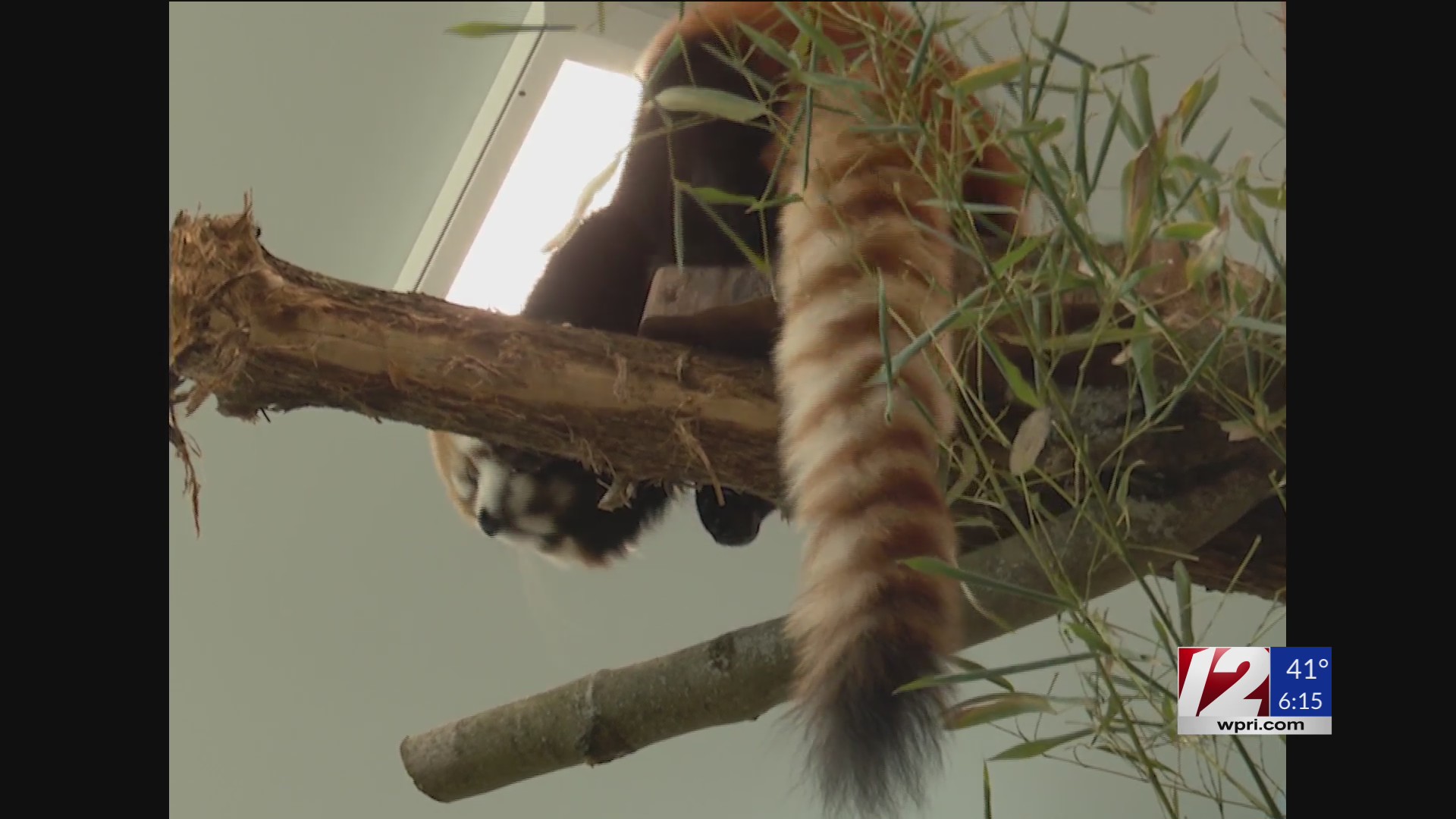 Roger Williams Park Zoo unveils new red panda sanctuary – WPRI.com