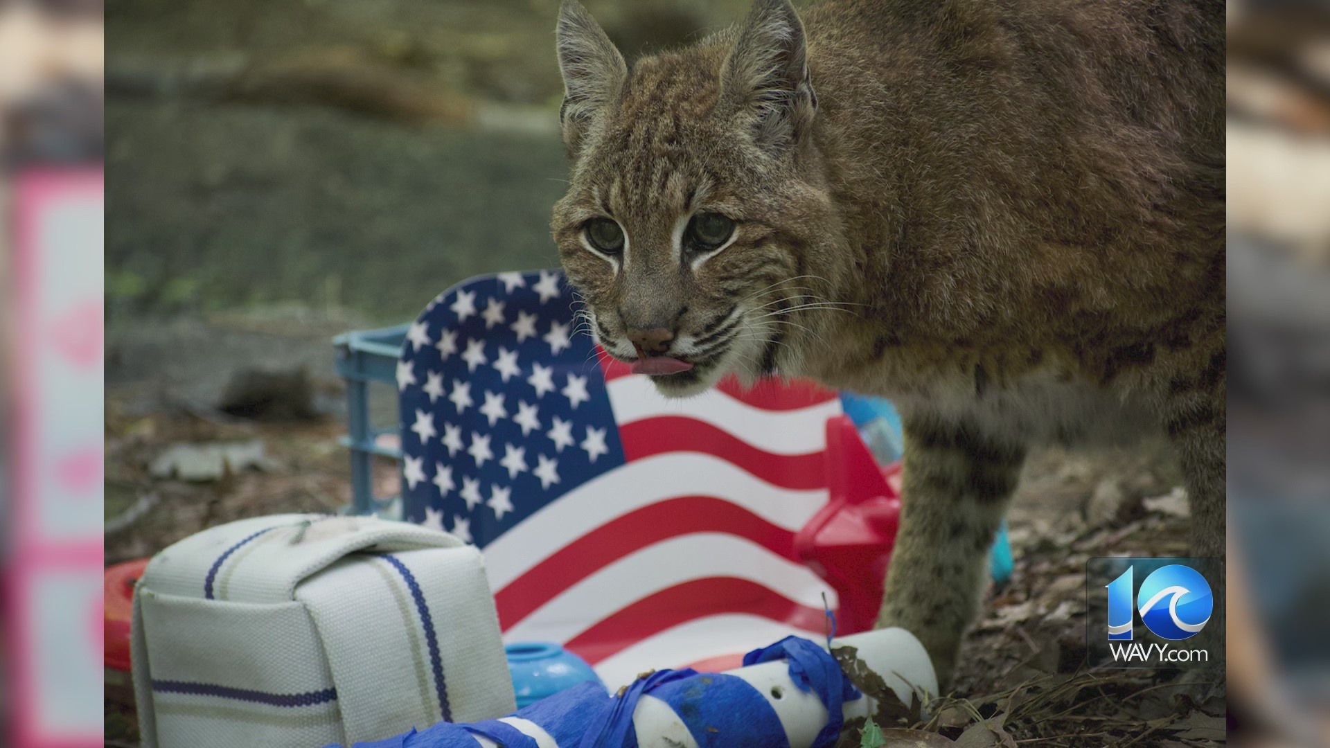 Virginia Living Museum’s bobcat passes away – WAVY.com