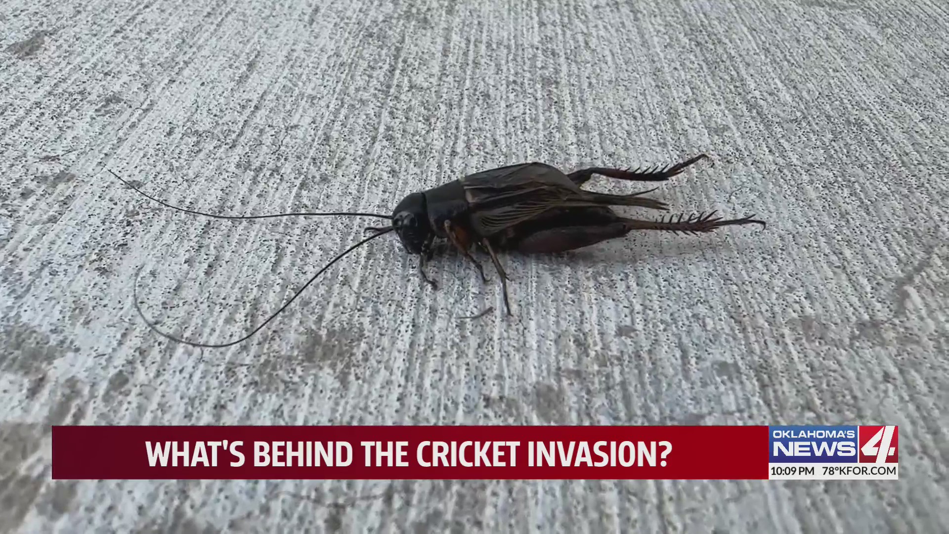 Why are Oklahomans seeing so many crickets? – KFOR.com Oklahoma City