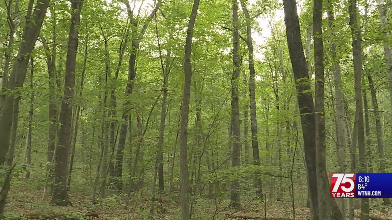 Beech Leaf disease infecting trees across Connecticut – WTNH.com