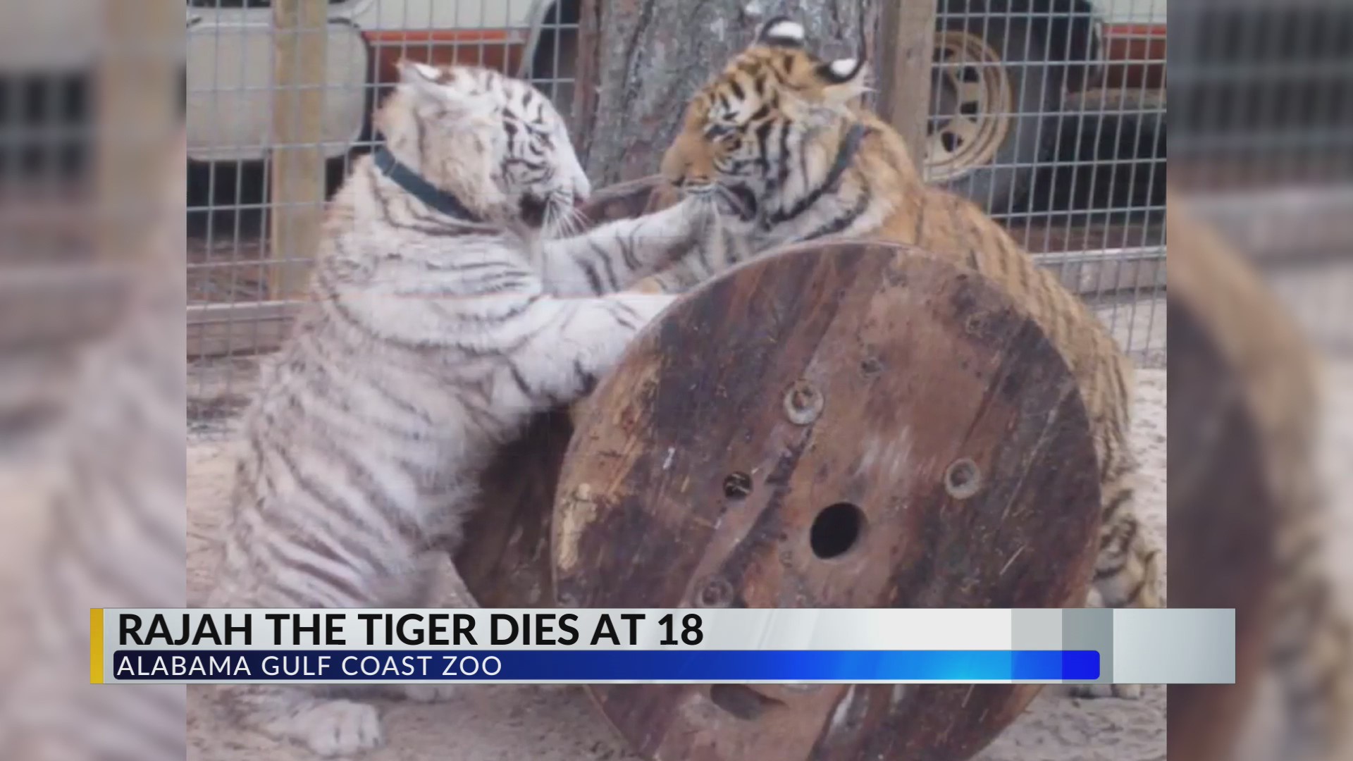 Alabama Gulf Coast Zoo mourns death of Rajah, beloved Bengal tiger ...