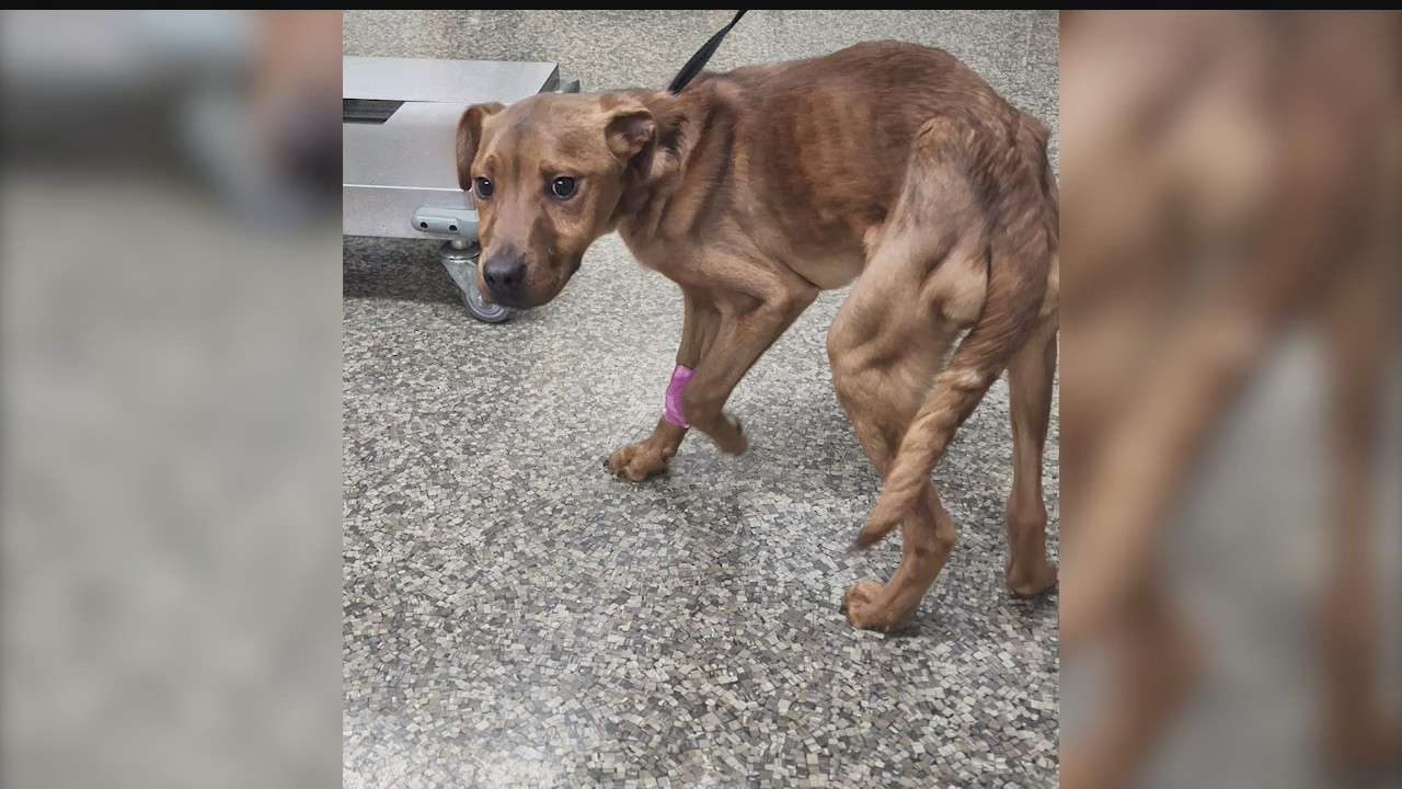 Local dog warden gives advice on how to care for emaciated pets – WKBN.com