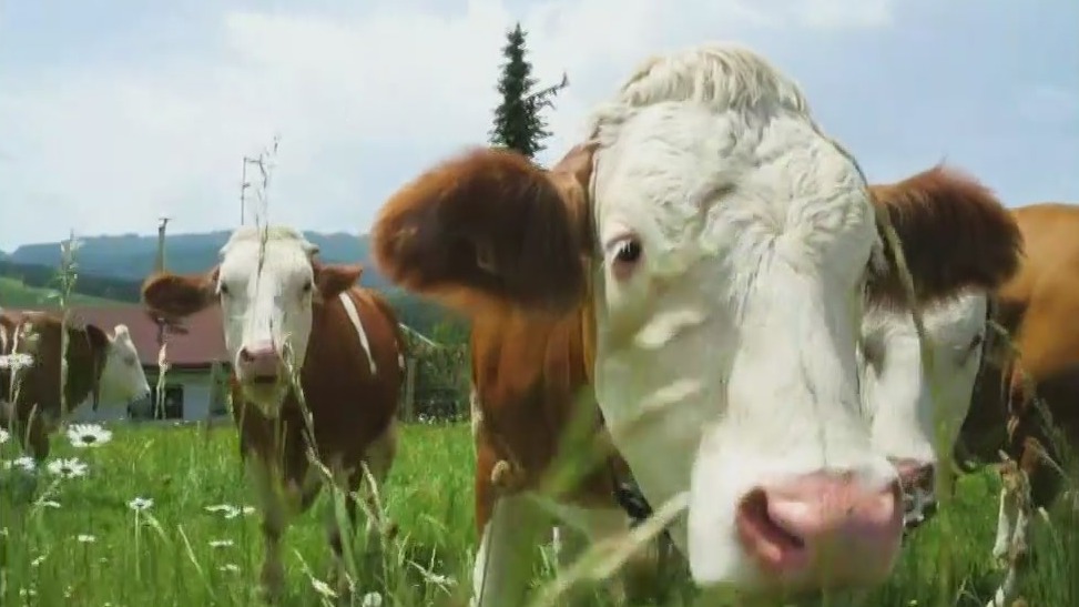 The future of farming: US family farms rapidly disappearing | On ...