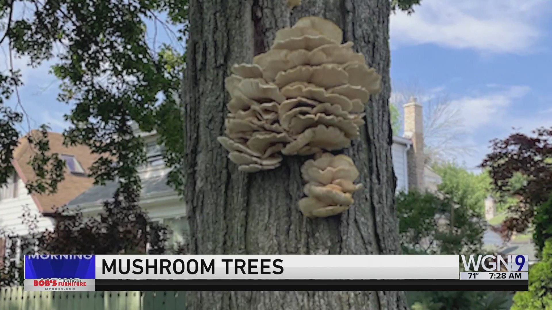 Weekend Gardening with Tim Joyce: Mushroom Trees, American pokeweed and ...