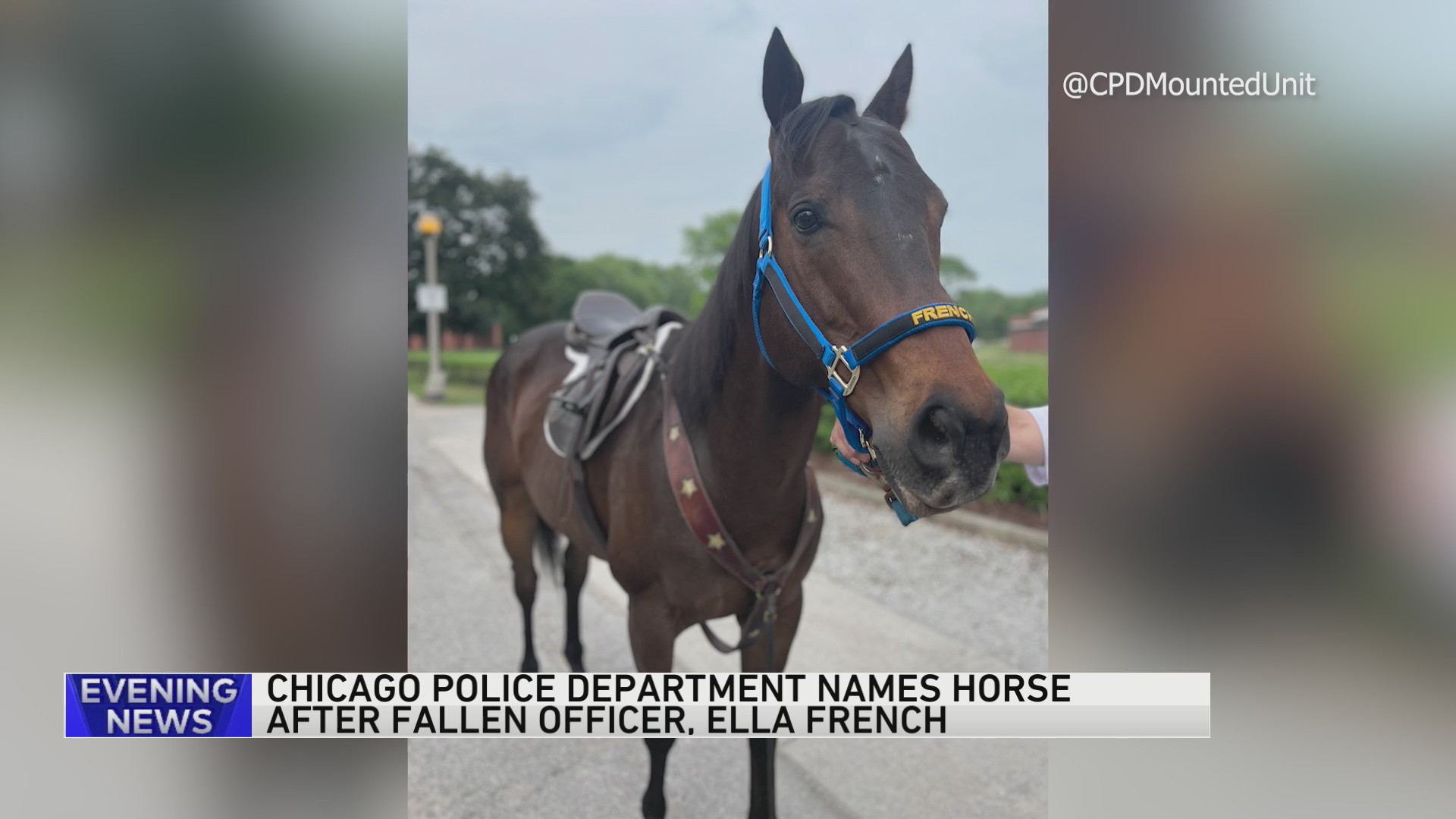 CPD horse named after fallen officer Ella French – WGN-TV