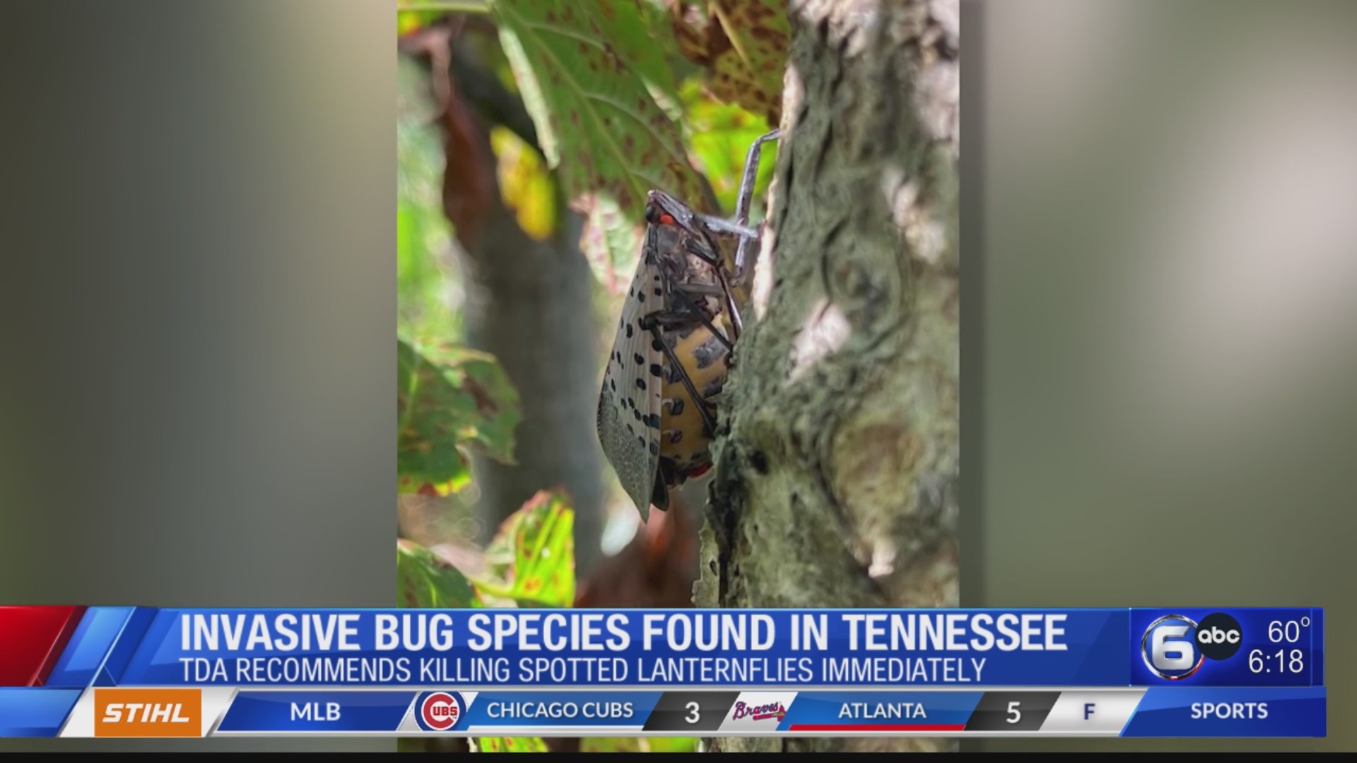 Invasive bug species found in Tennessee – WATE 6 On Your Side
