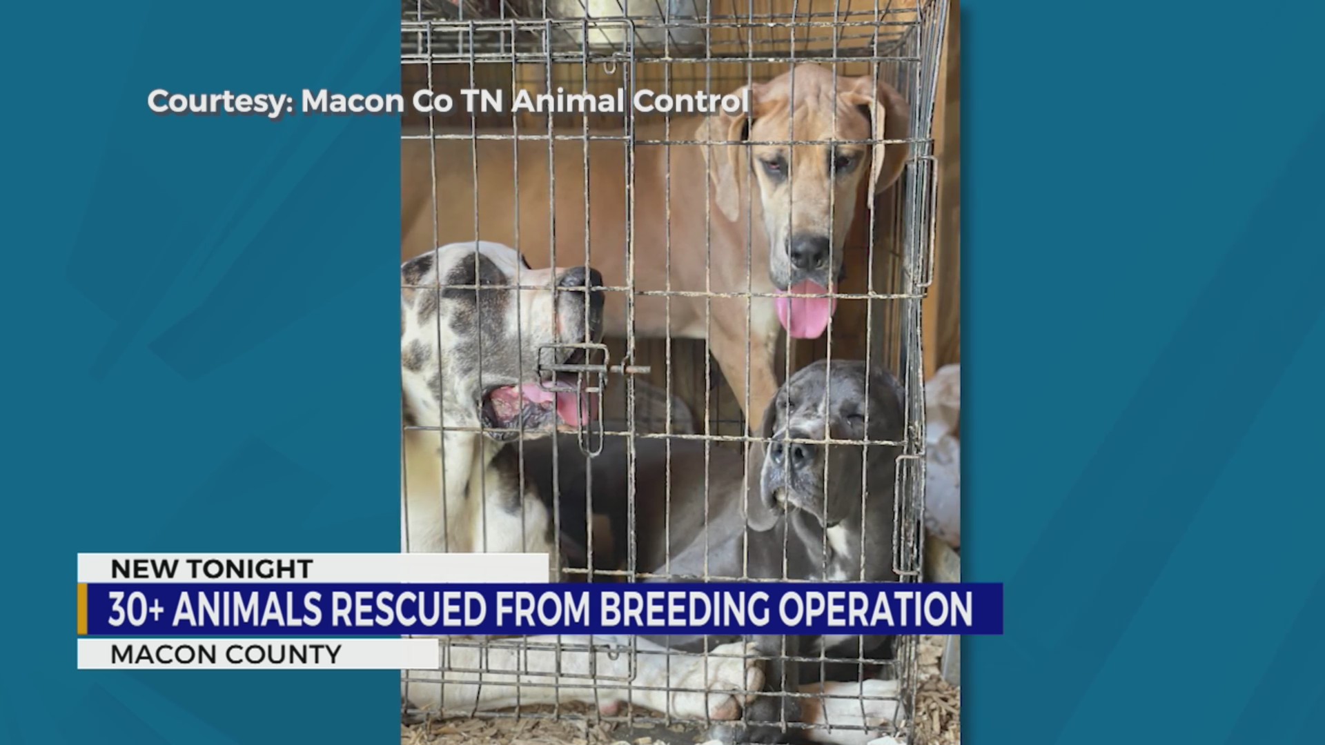 30+ animals rescued from breeding operation – WKRN News 2