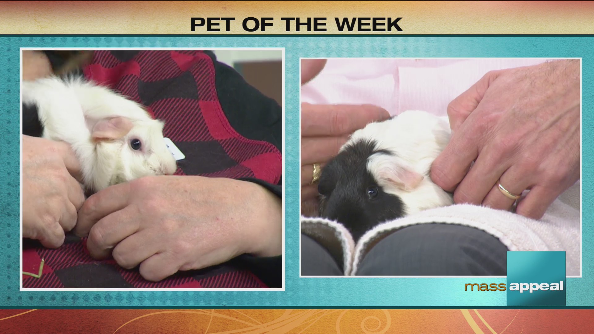 Mass Appeal Pet of the Week: Meet Gabby and Briella! – WWLP