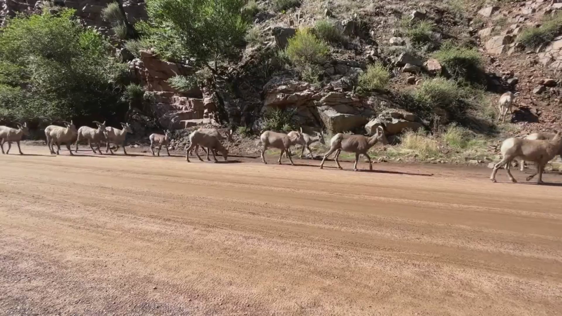 Unique 2 Colorado: Waterton Canyon home to bighorn sheep – FOX31 Denver