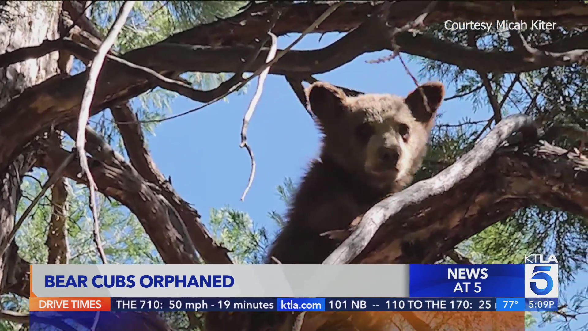 Orphaned bear cubs found in San Bernardino County – KTLA