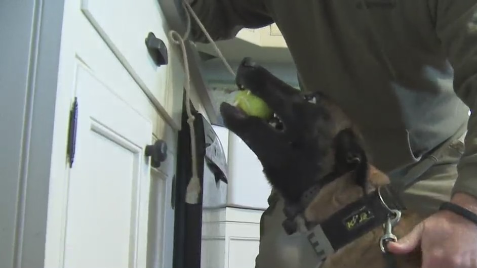 Perry County Law Enforcement agencies certify new K9 officers in nation ...