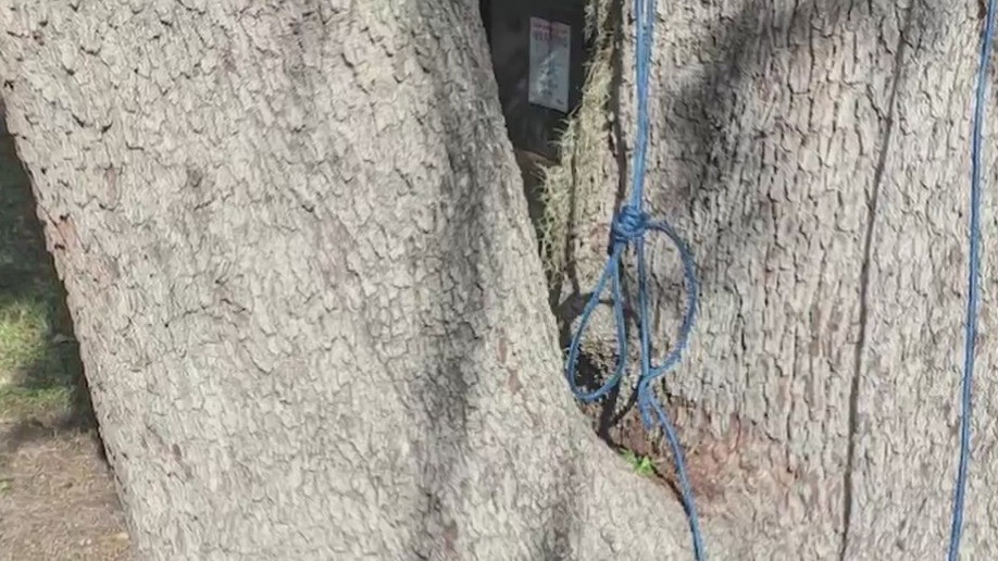 Noose found hanging from tree outside Elks Lodge in Lakeland ...