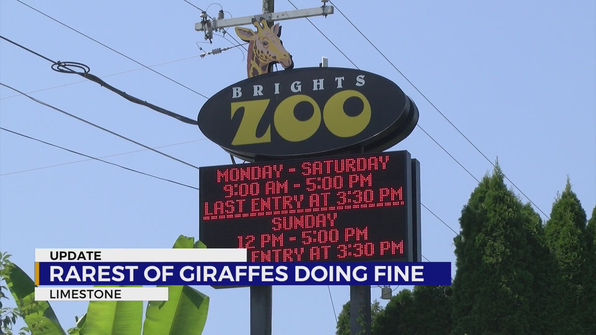 Birth of rare giraffe puts Brights Zoo in national spotlight – WJHL ...