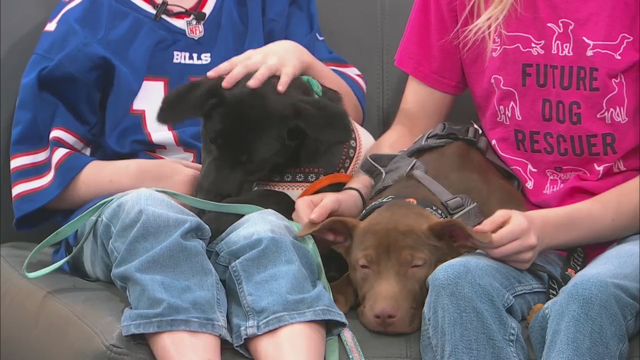 Wake Up Wags: Chickpea and Ray Ray – News 4 Buffalo