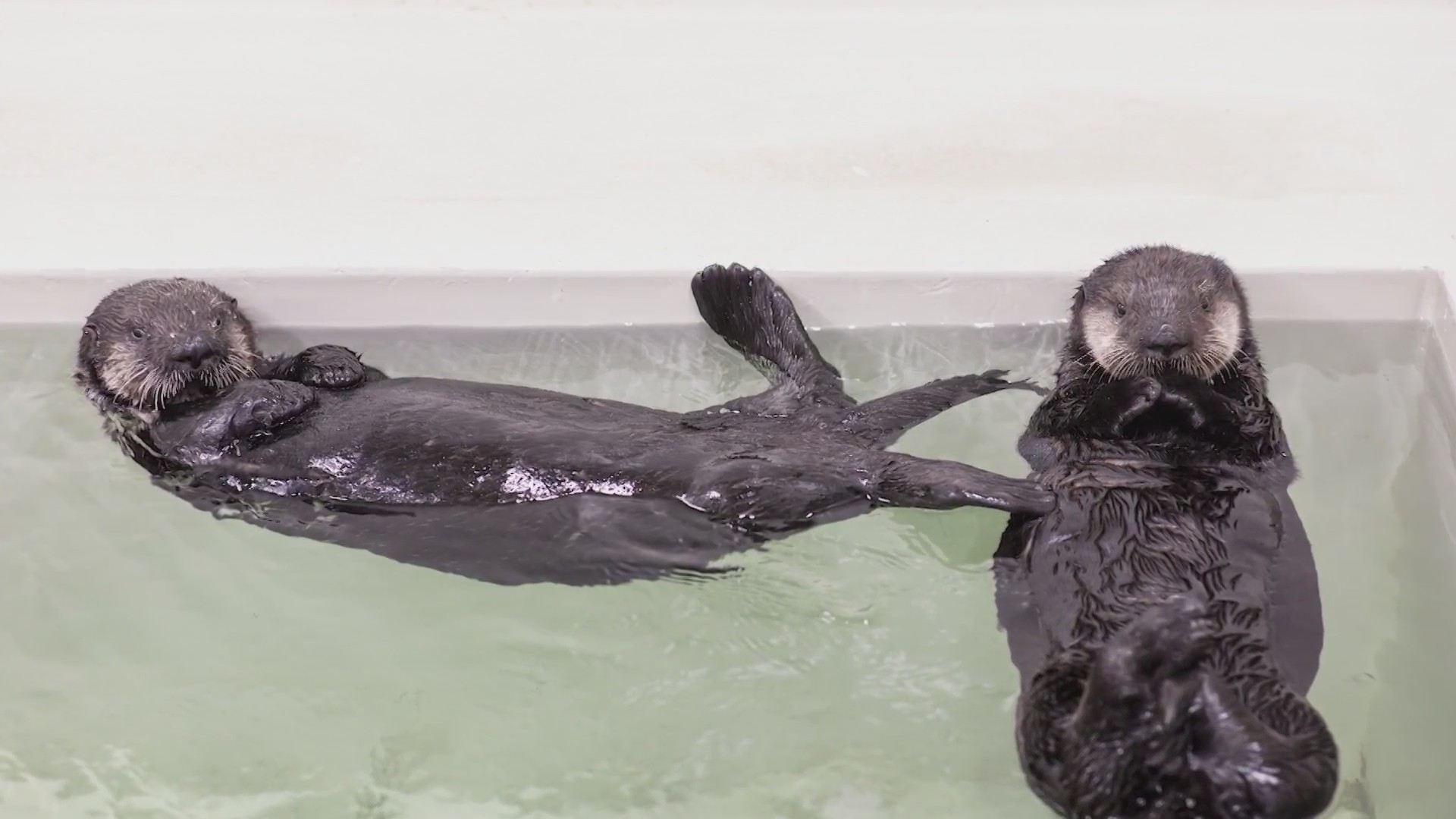 Shedd Aquarium reveals winning names for pair of rescued otters ...