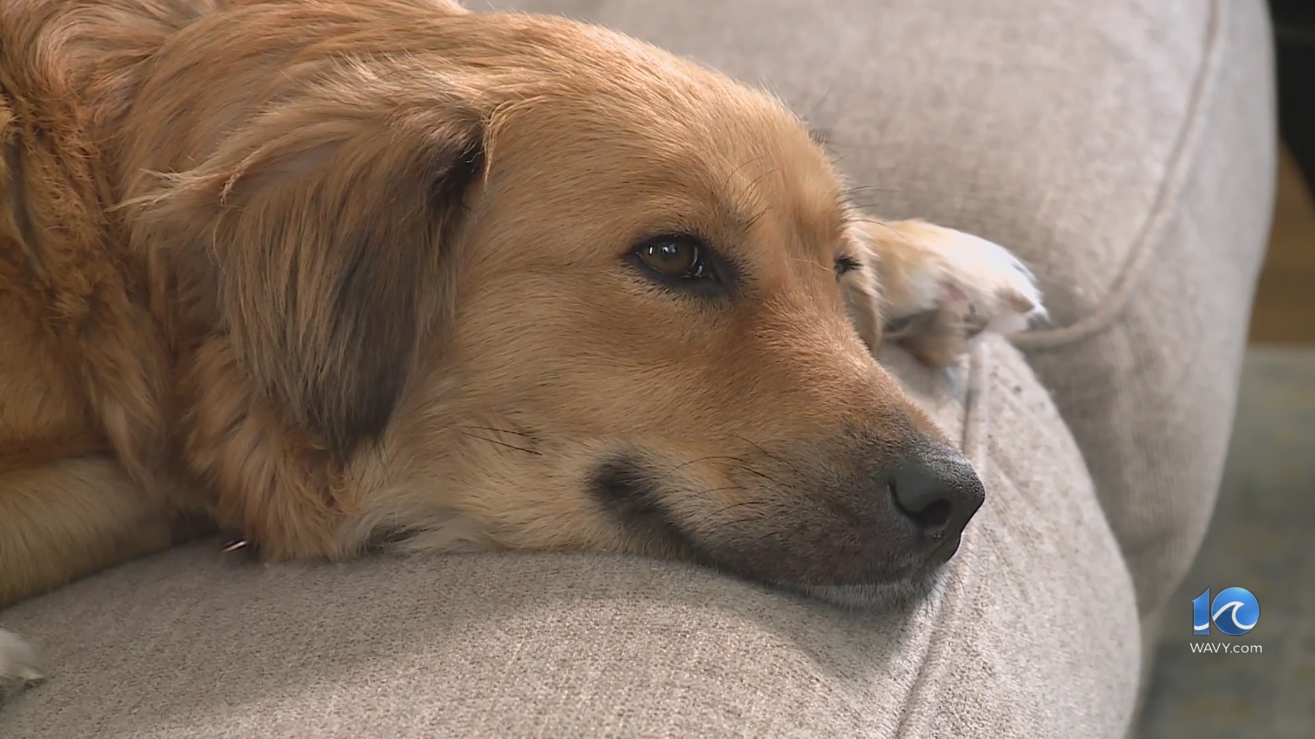 Connie ‘the container dog’ delivered her own cargo – WAVY.com