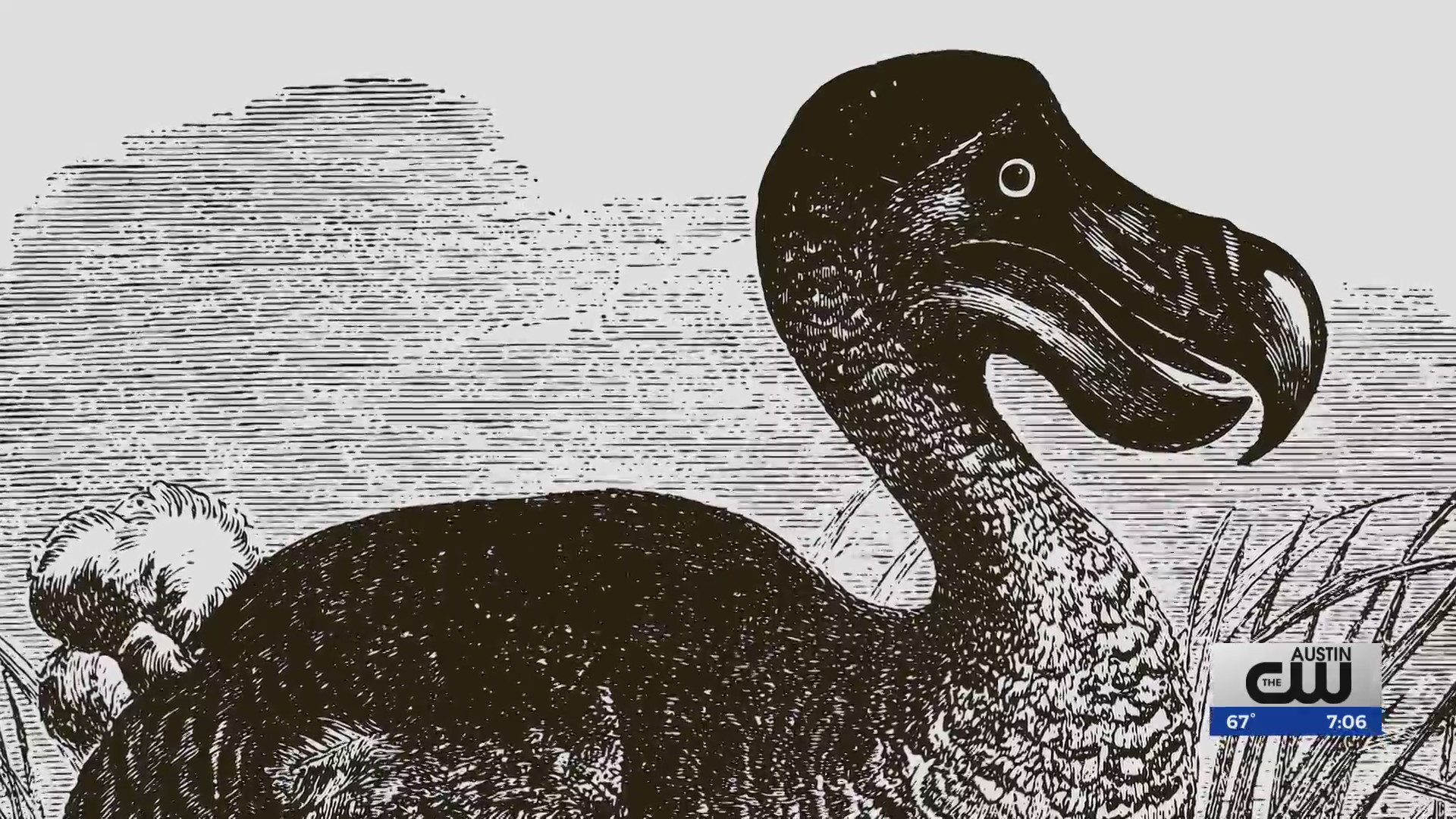 Bored people killed off the Dodo Bird; now an Austin company is hoping ...