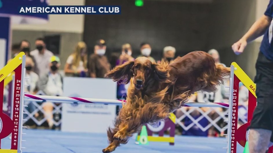 Meet hundreds of pups at AKC Meet the Breeds in NYC – PIX11