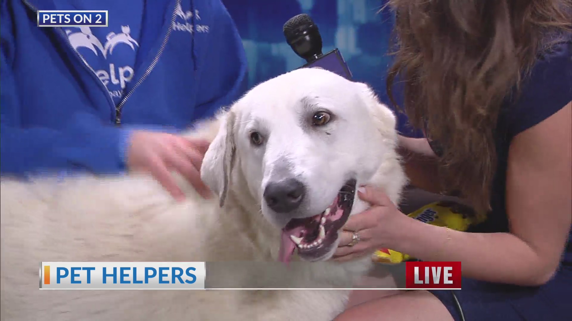 Pets on 2: Pet Helpers – George – WCBD News 2