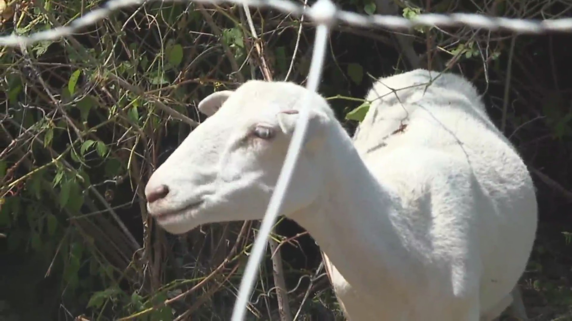 Goats, sheep to tackle weed control along Kansas City riverfront trail ...