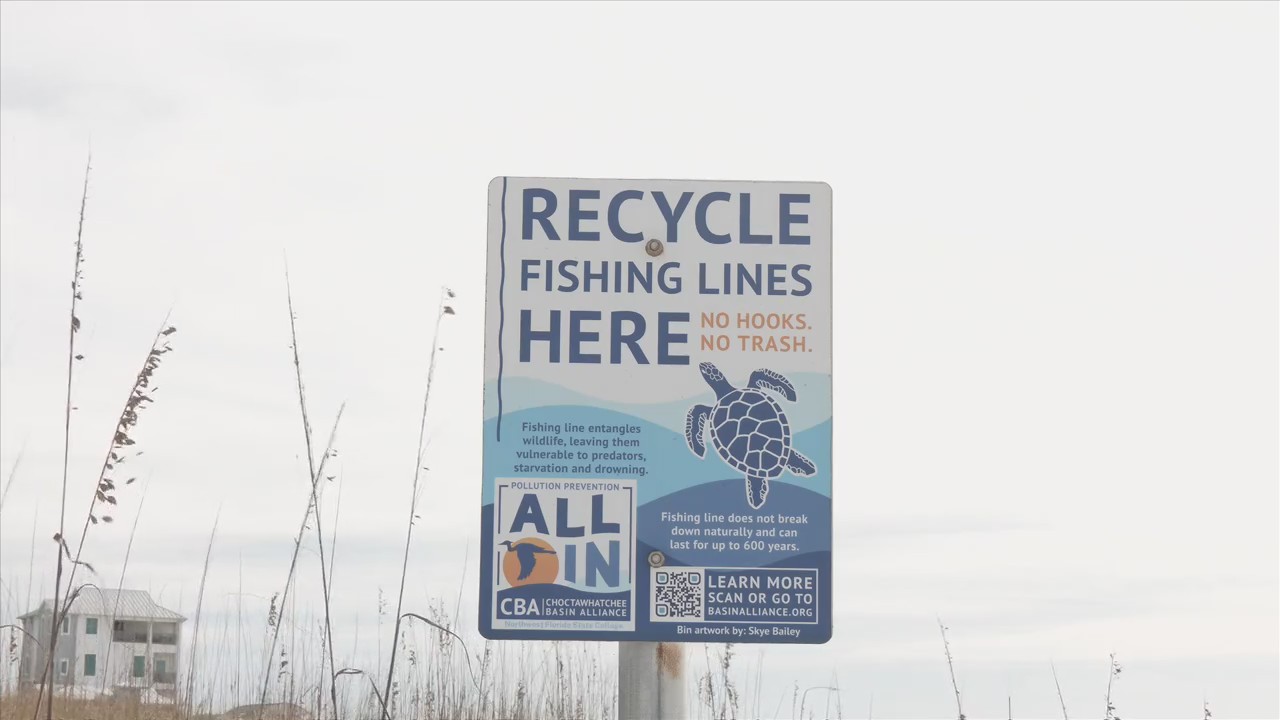 Gulf World Marine Institute release loggerhead sea turtle named ‘Elmer’ – WKRG News 5