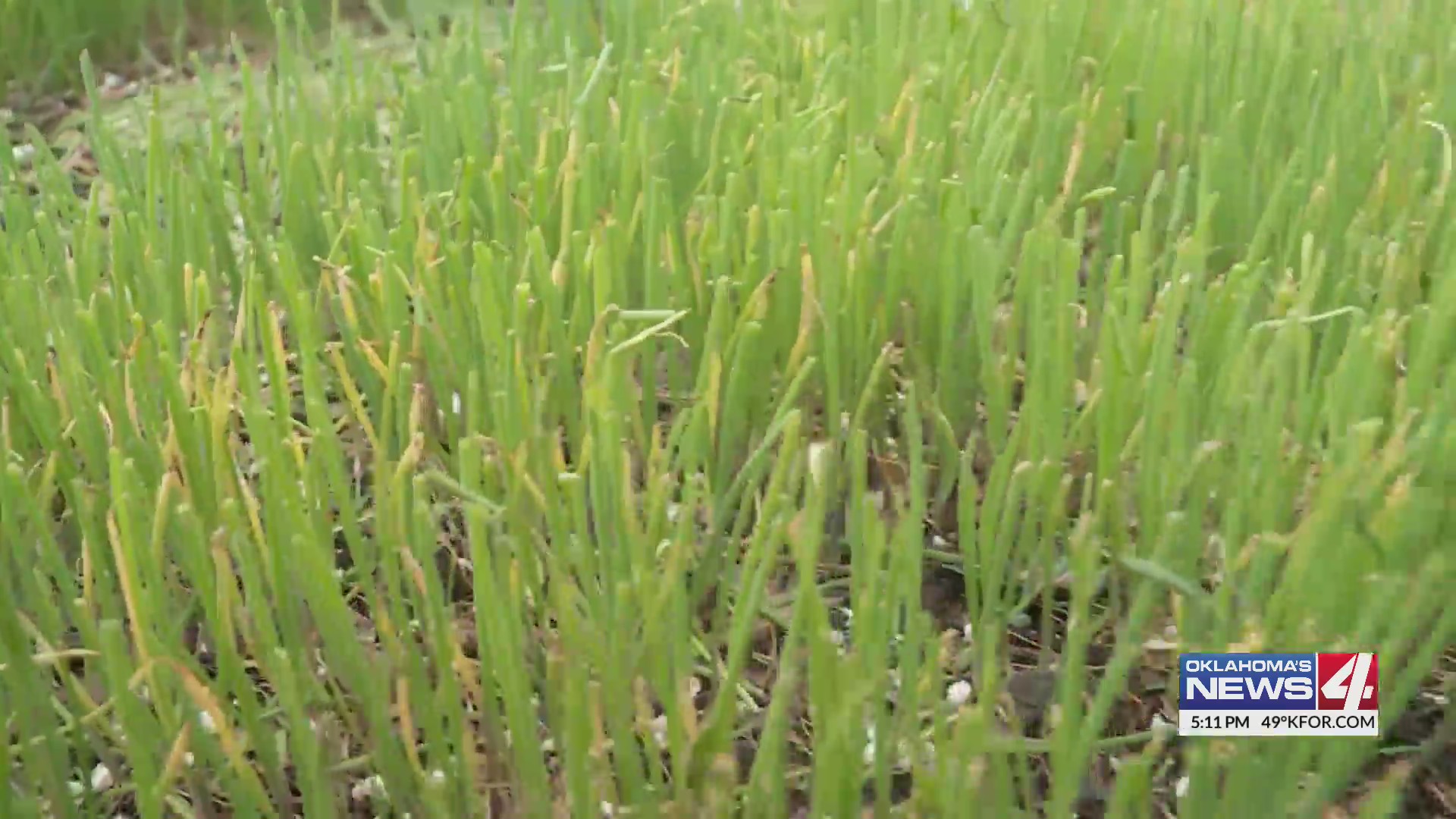 Great State – First greens of Oklahoma spring are ready just in time ...