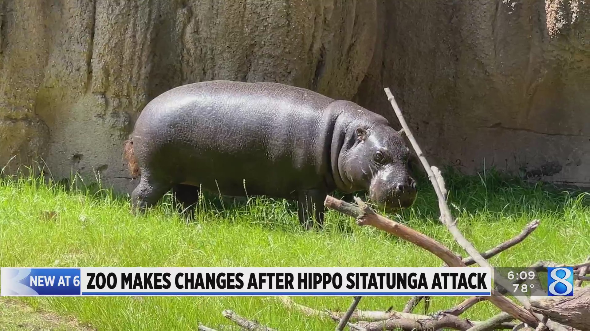 John Ball Zoo makes changes after internal review of fatal pygmy hippo ...