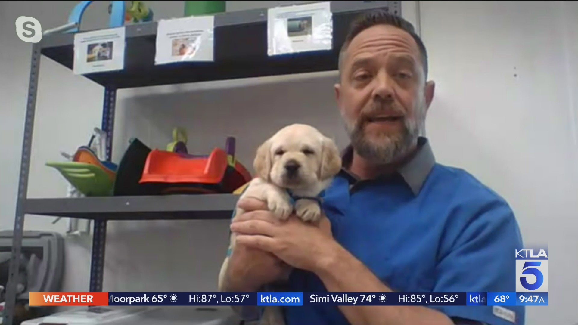 Canine Companions raising future service dogs – KTLA