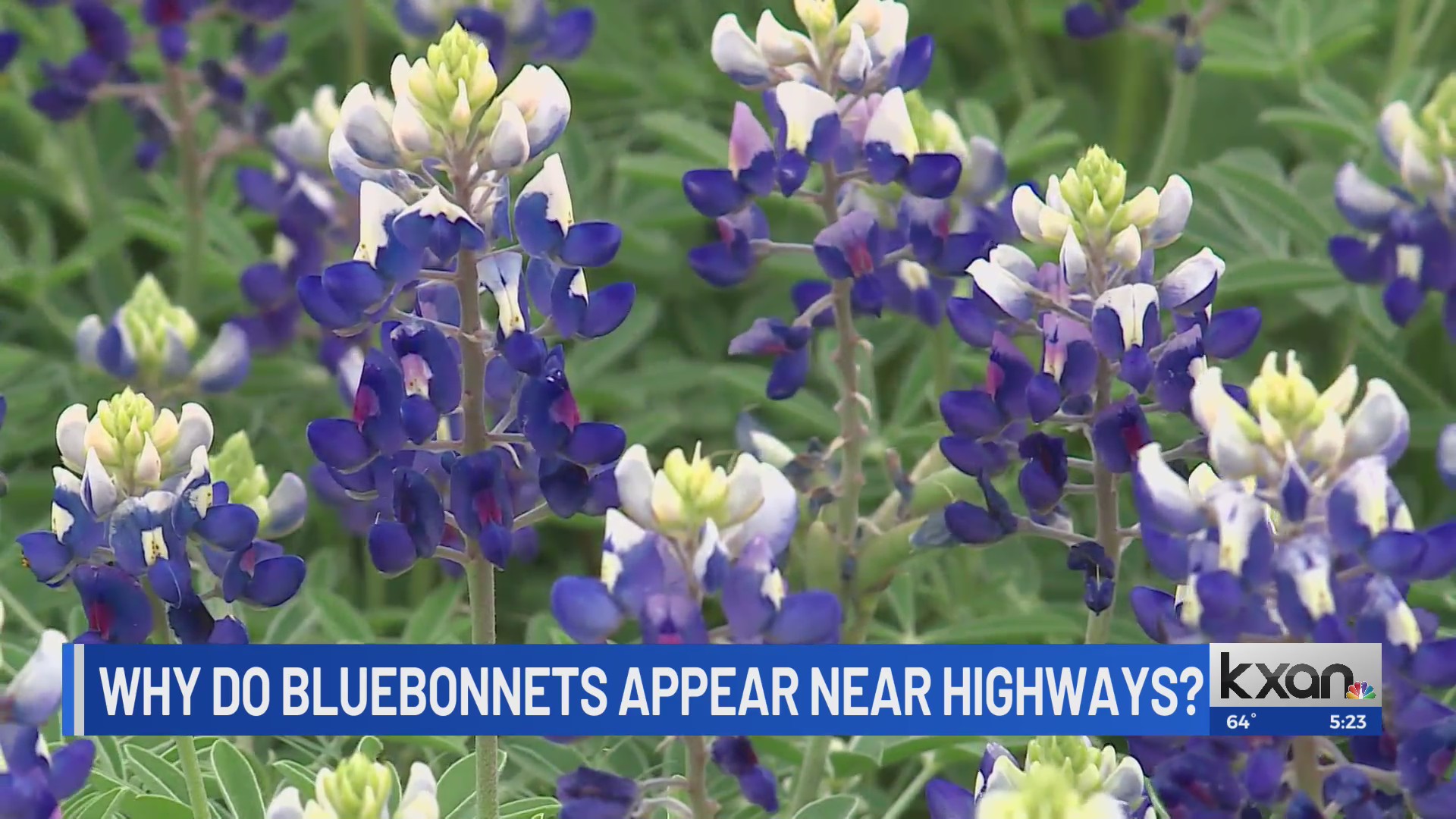 Why are there so many bluebonnets near Texas highways? – KXAN Austin