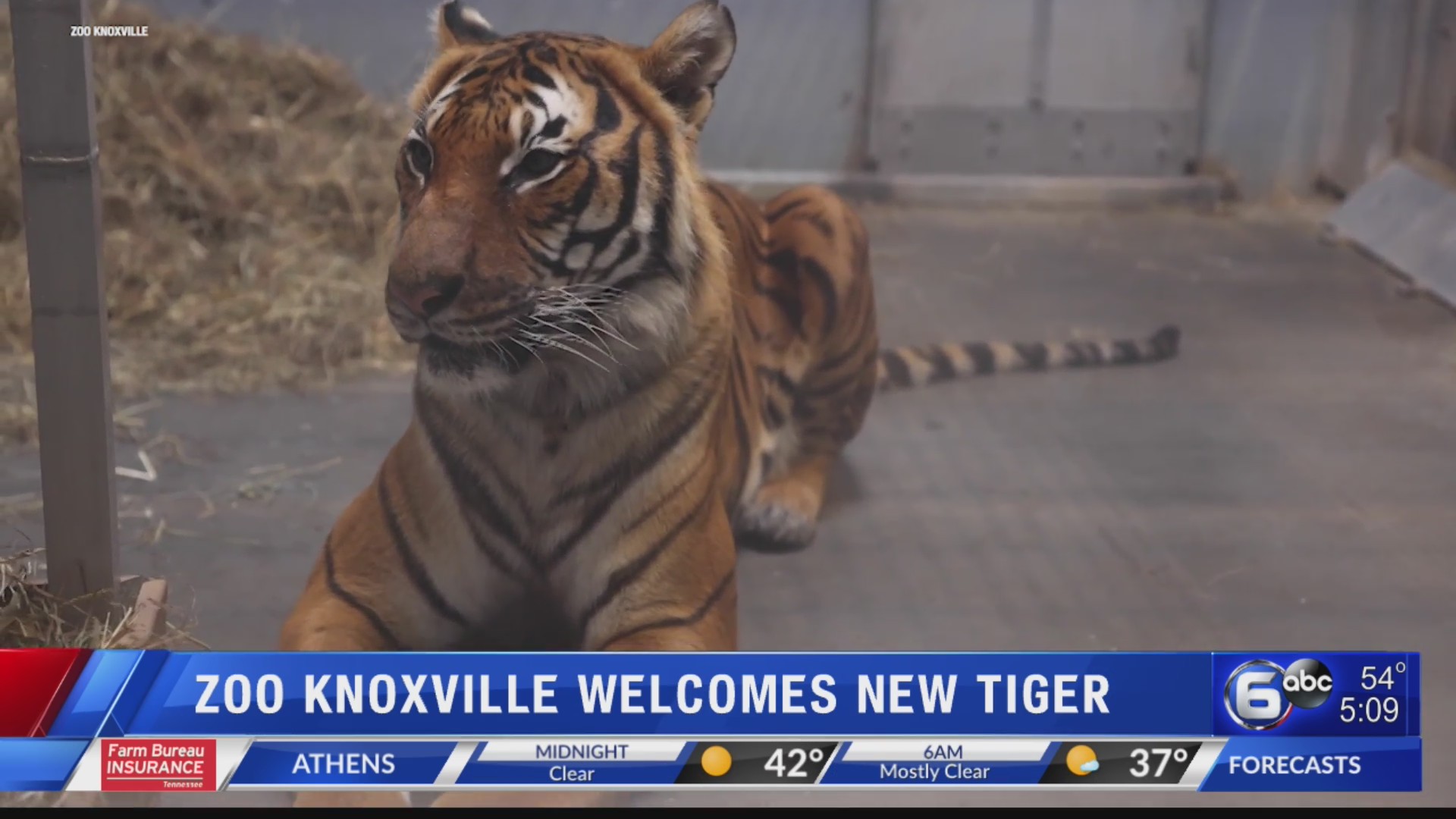 Zoo Knoxville welcomes new tiger – WATE 6 On Your Side