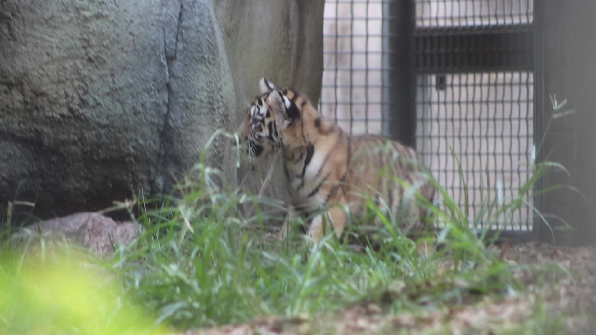 Amur tiger cub Helina makes her debut at the Indy Zoo – Fox 59