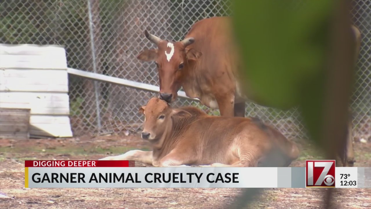 Garner animal cruelty case – CBS17.com