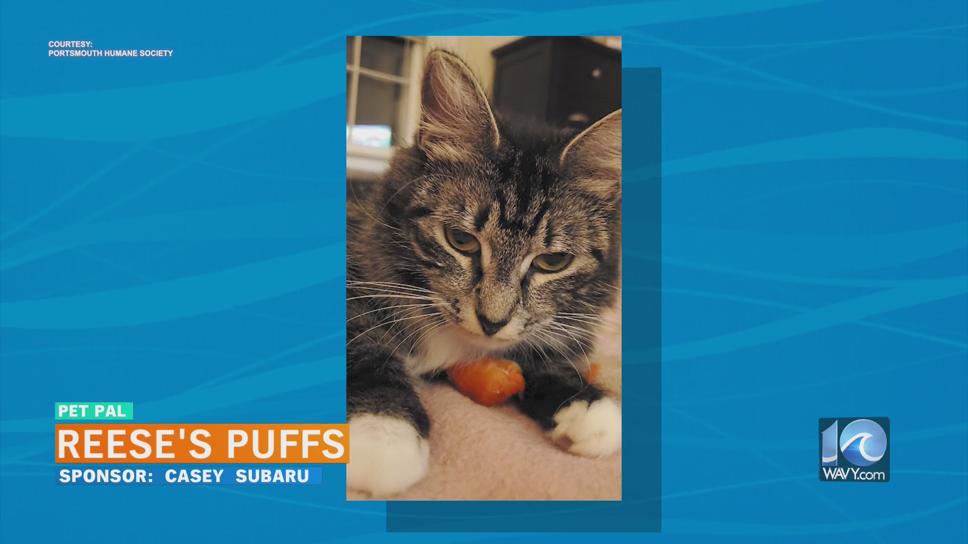 Pet Pal: Reese’s Puffs – WAVY.com