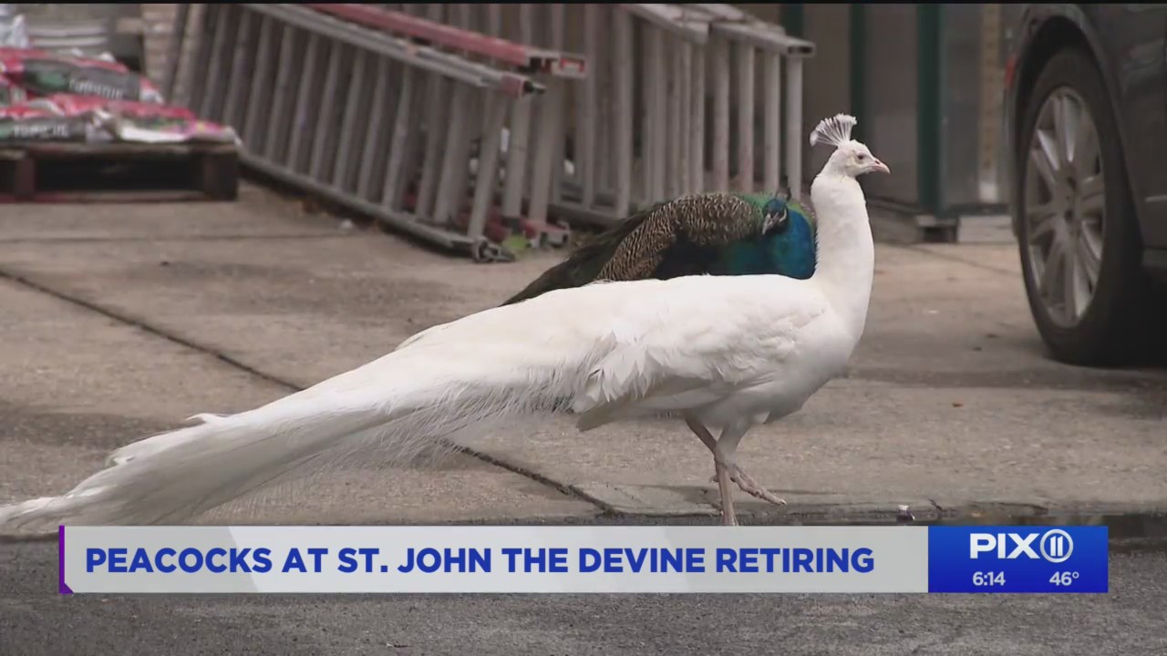 Famous peacocks are leaving New York City – PIX11