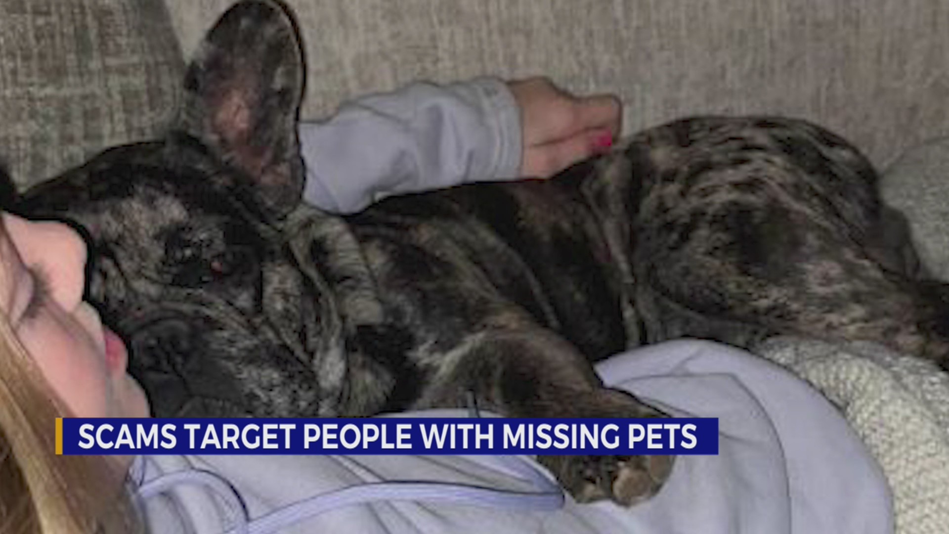 Scams target people with missing pets – WKRN News 2