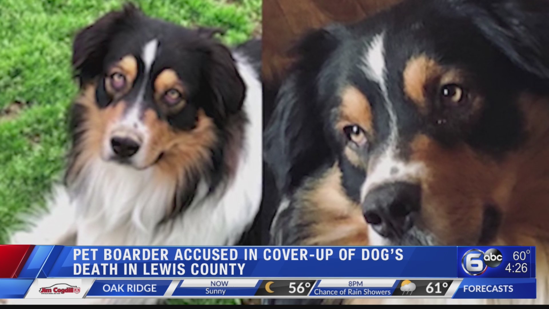 Pet Boarder accused in cover-up of dog’s death in Lewis County – WATE 6 ...