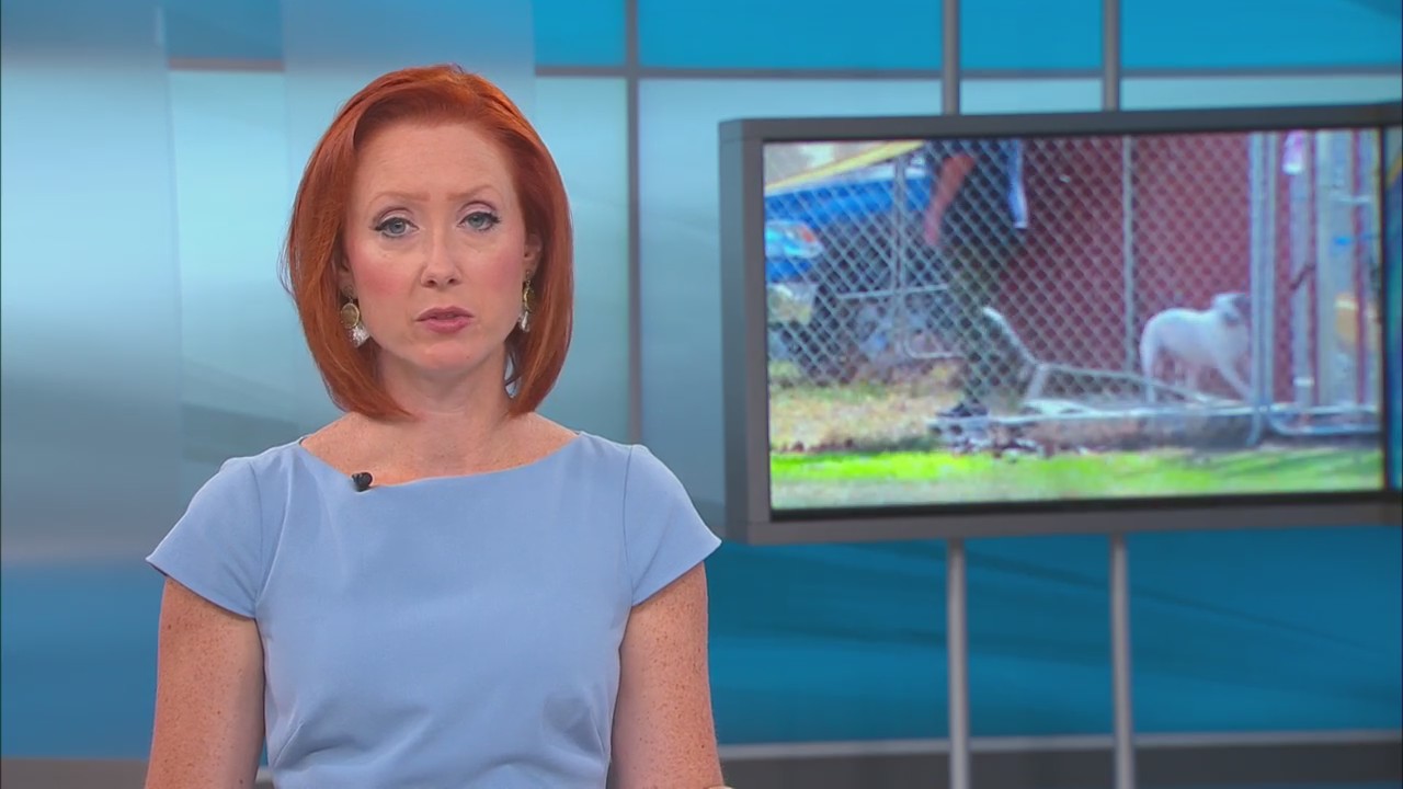 Pee Dee animal shelter closed due to an influenza outbreak – WBTW