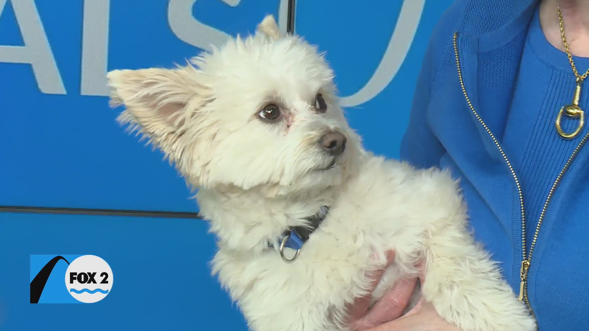 Be a humane human—it’s HSMO’s Day of Giving! – FOX 2