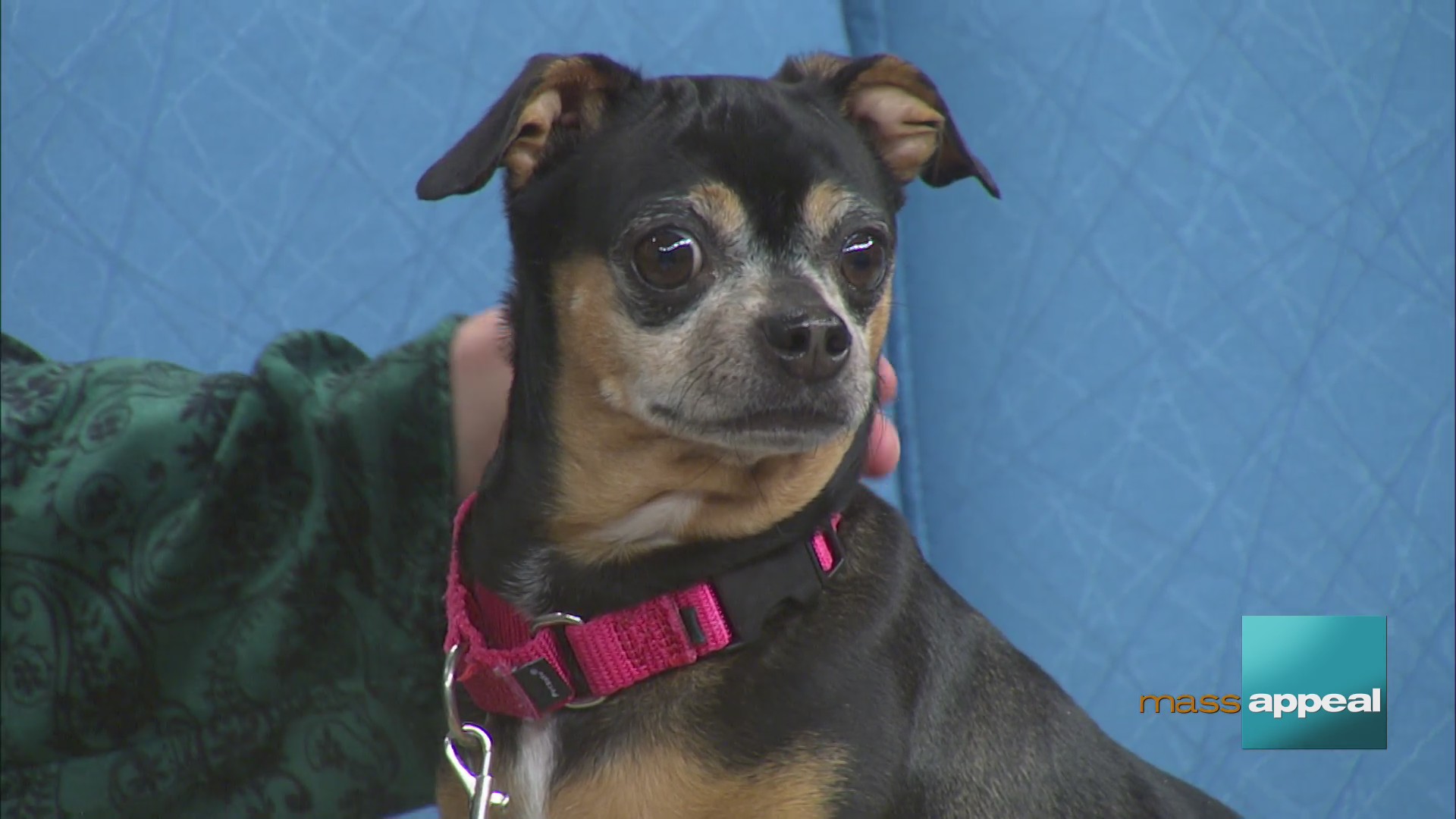 Mass Appeal Pet of the Week: Meet Nena! – WWLP