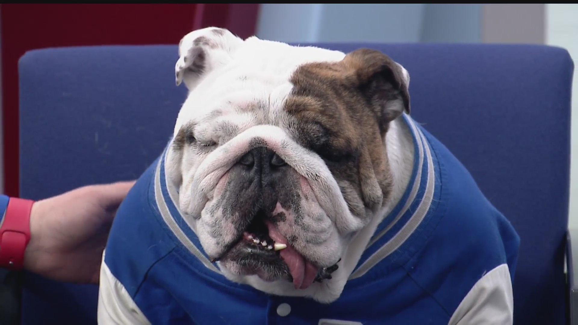 Griff Gives Back campaign needs your help to feed Iowa pets – who13.com