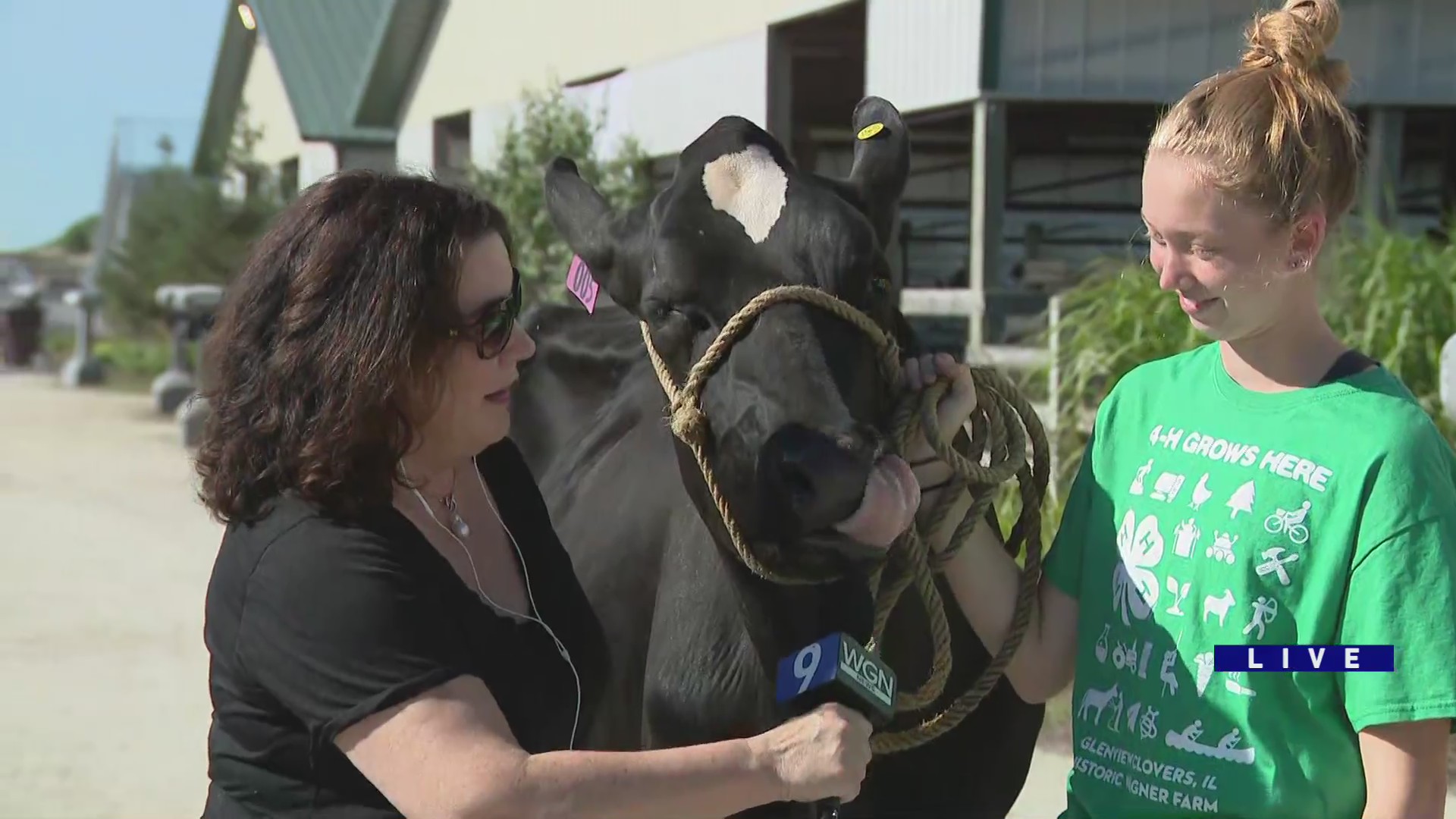 WGN’s Marcella Raymond checks out the Lake County Fair – WGN-TV