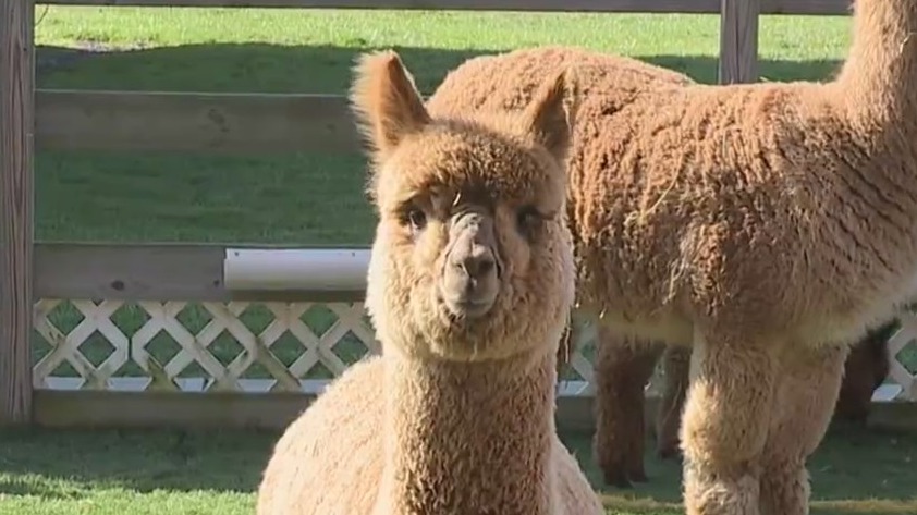 A tour of Hidden Spring Farm – PIX11