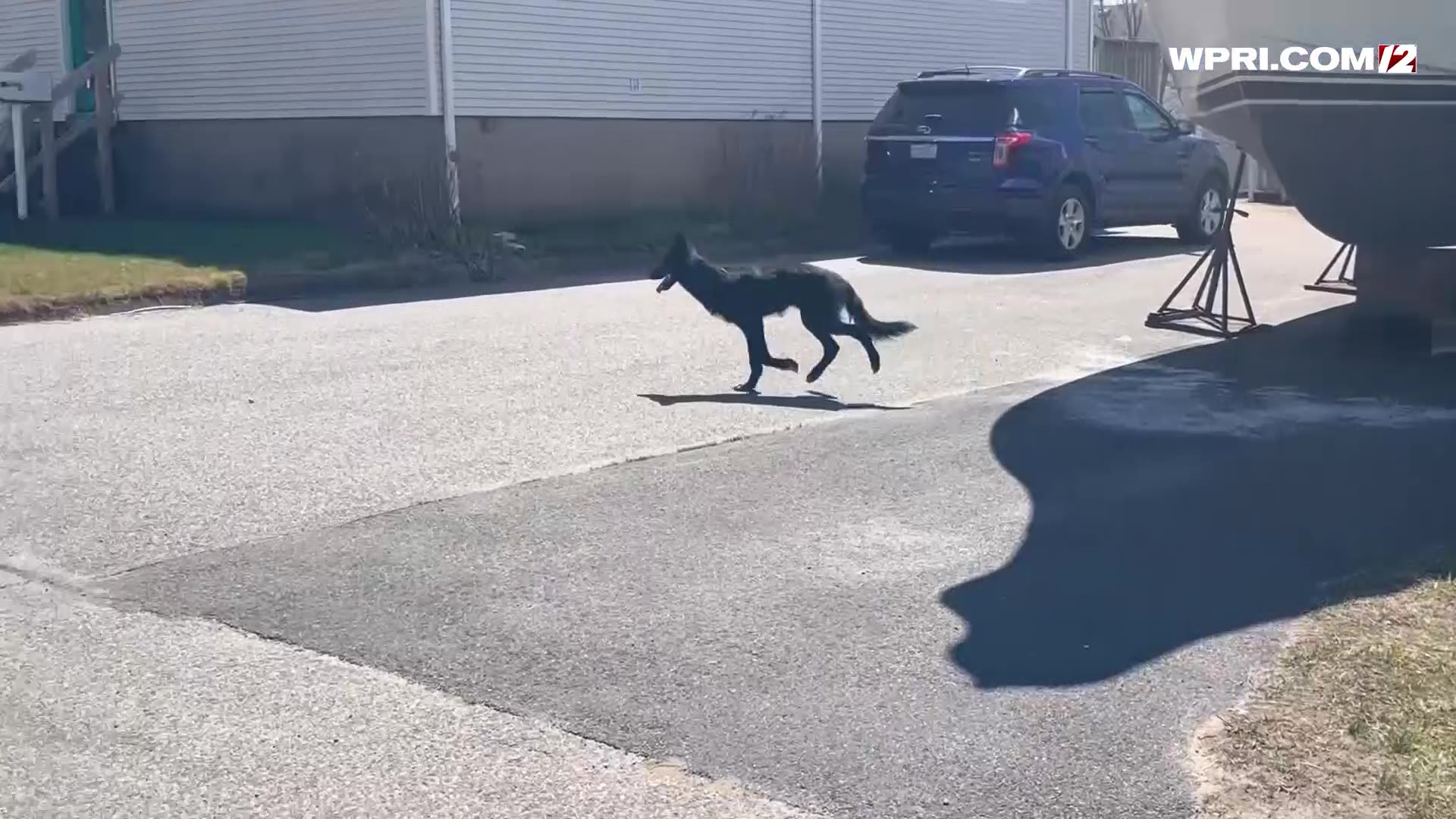 VIDEO NOW: First Warwick dog captured, second still roaming – WPRI.com