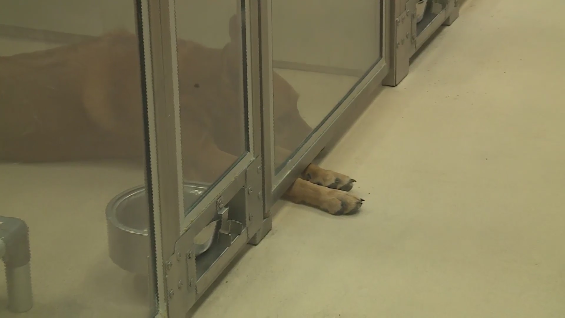 APA shelters in crisis ask for help as dog population increases record ...