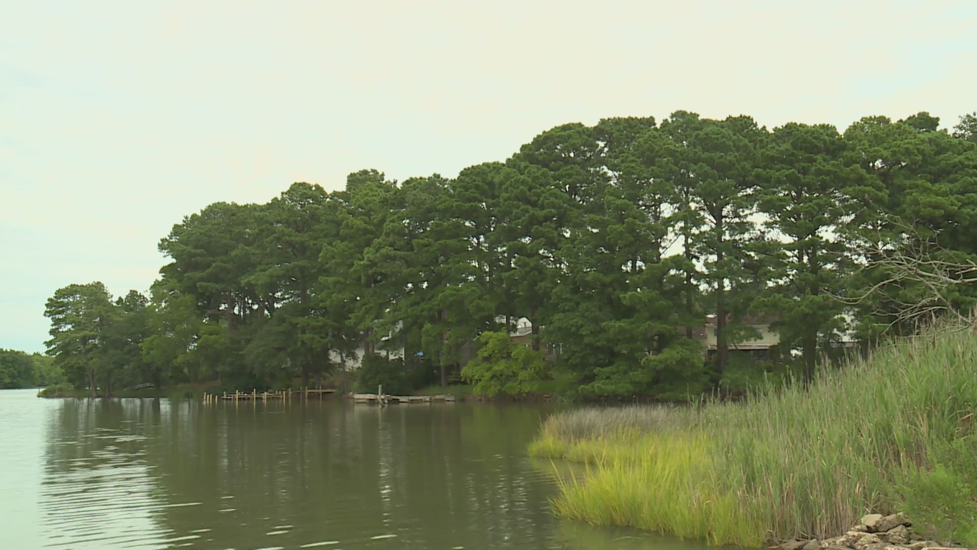 On the chopping block: Navy wants to remove 400 trees from ...