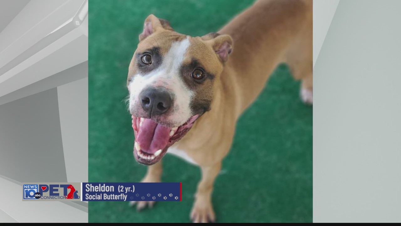 Sheldon – NEWS10 ABC