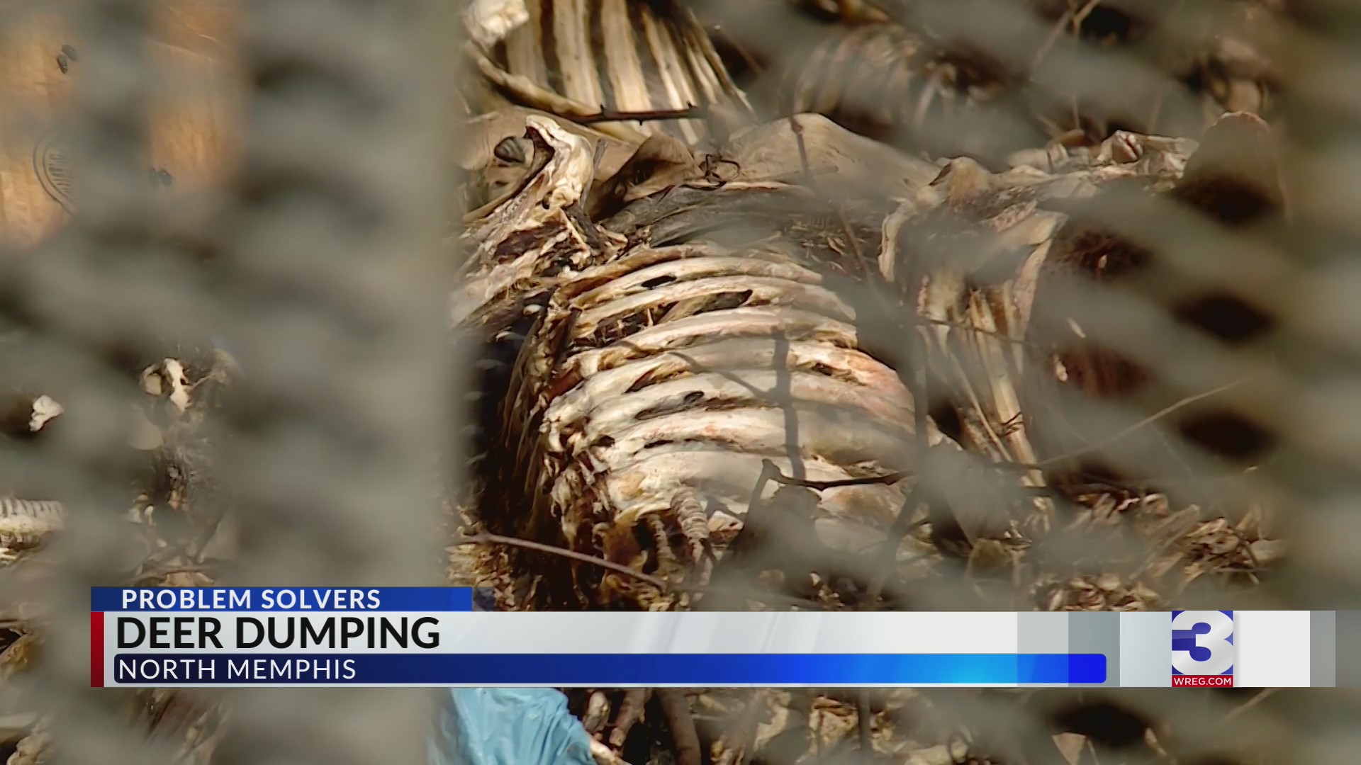 Hundreds of deer carcasses dumped in North Memphis lot – WREG.com