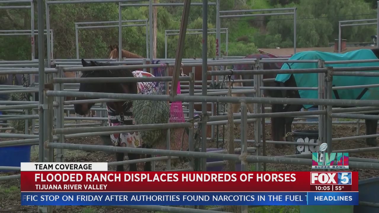 Flooded Ranch Displaces Hundreds of Horses – FOX 5 San Diego