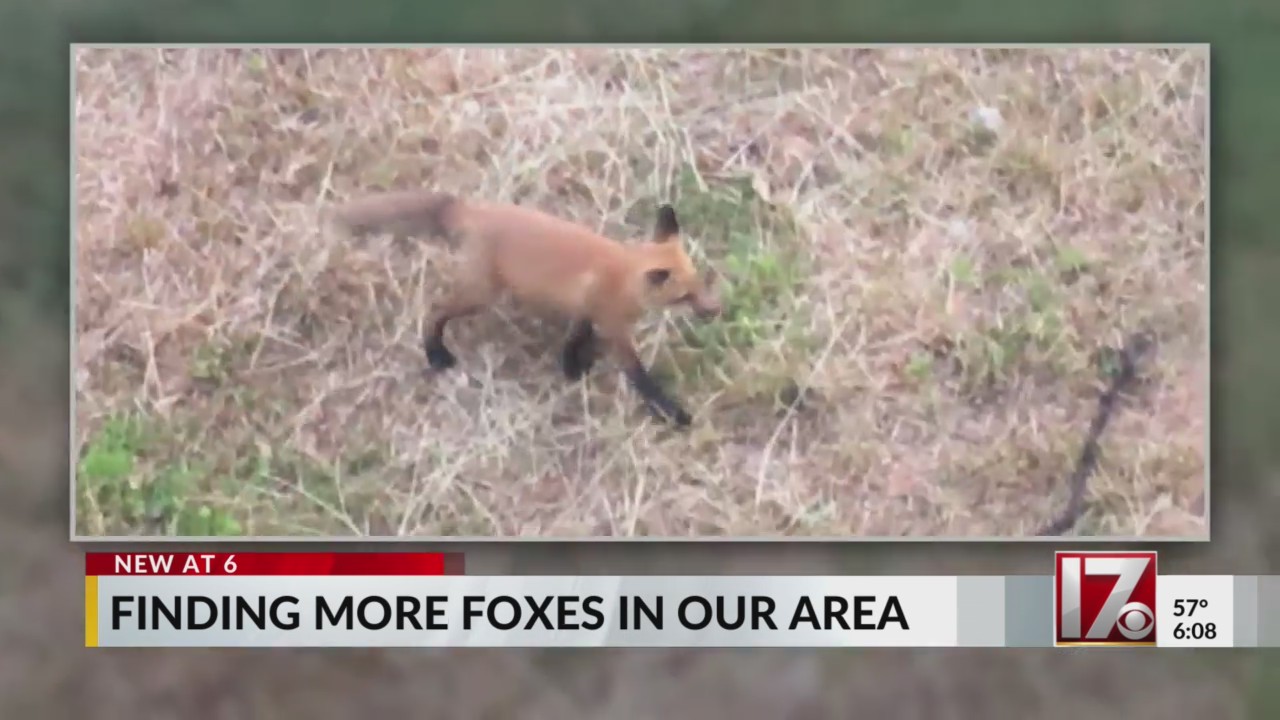 Why fox sightings are common for Triangle this time of year – CBS17.com